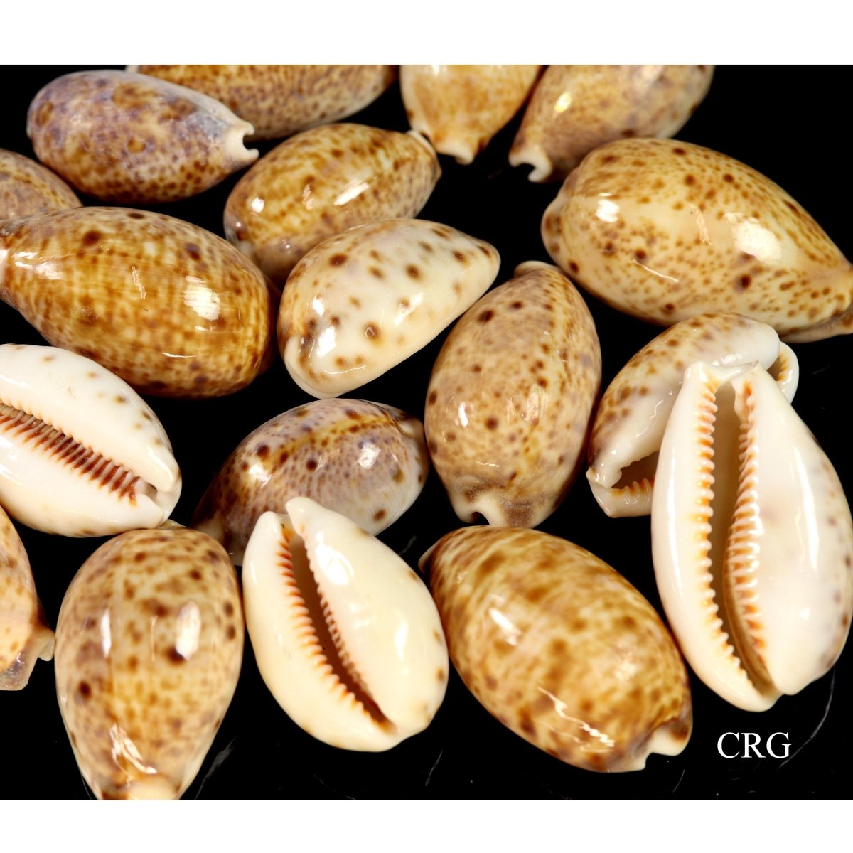 Lynx Cowry Shells 0.75-1.25 Inches | Crystal River Gems