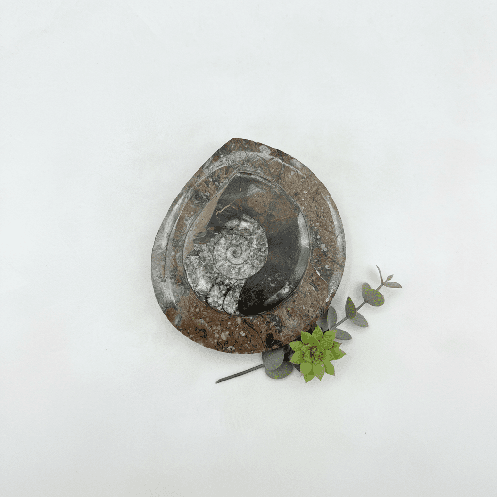 Orthoceras and Ammonite Fossil Sculpture / 5-9" AVG – Crystal River Gems