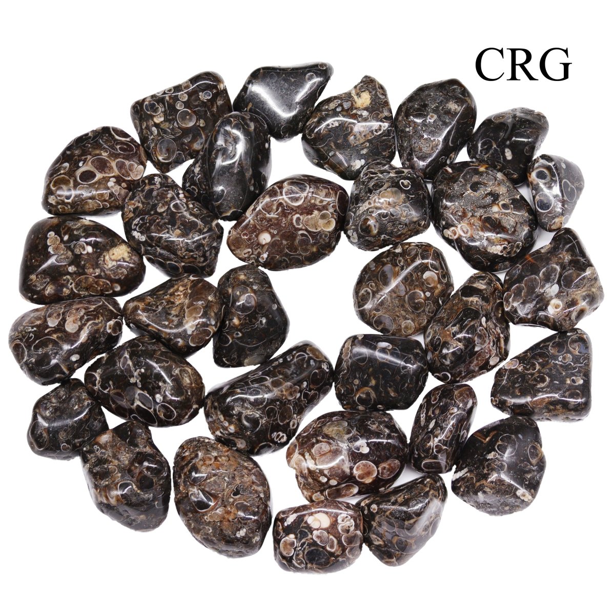 Tumbled Turritella Agate / 1-1.5" AVG - 1 LB. LOT - Crystal River Gems