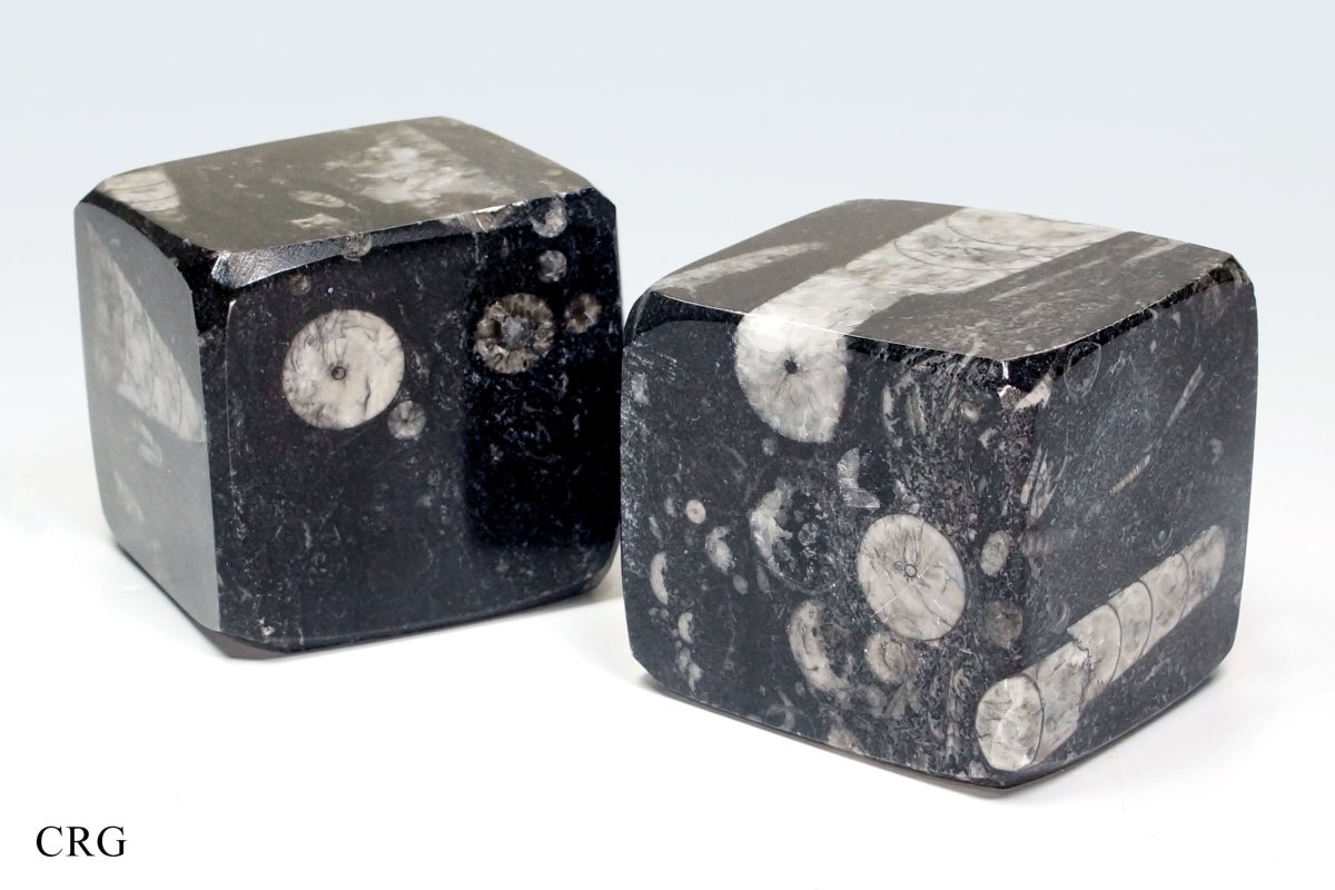 QTY 1 - Orthoceras Fossil Cube 45-55 mm - Crystal River Gems