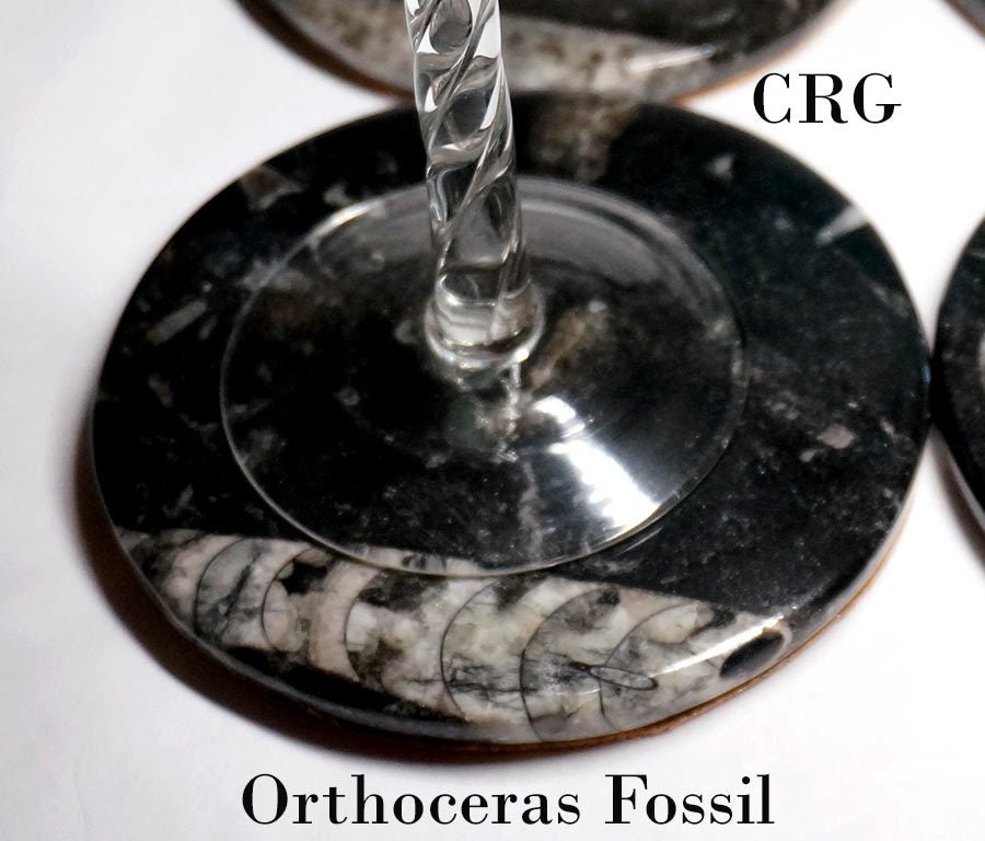 SET OF 4 - Orthoceras Fossil Coasters / 4" AVG - Crystal River Gems